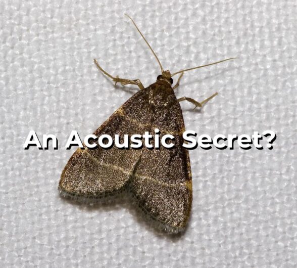 New Sound Absorbing Wallpaper Is Based On A Moth's Wings - Bobby ...